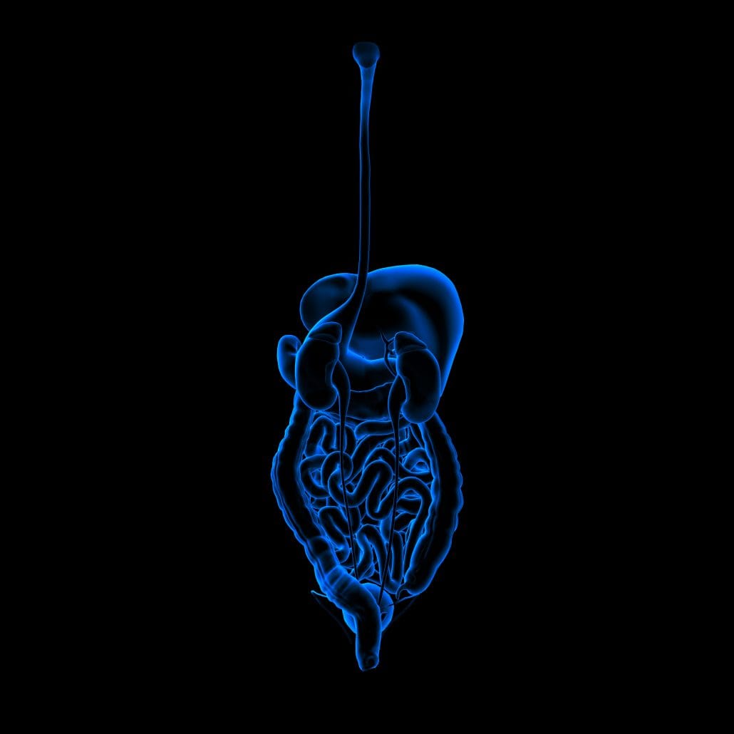 Why The Digestive System is Important | Your Wellness Centre Naturopathy